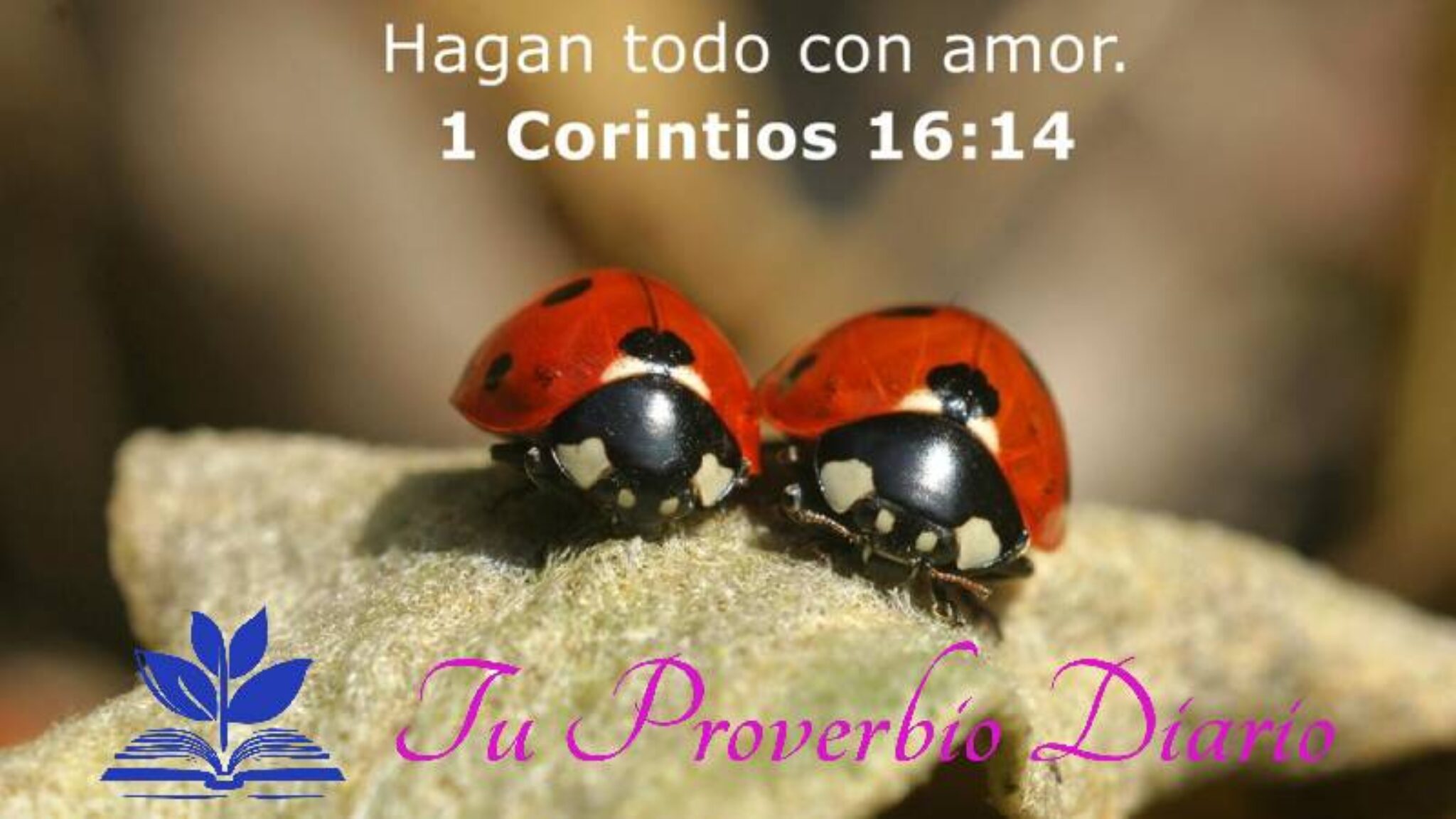 Hacedlo todo con Amor | Reflexión Cristiana sobre 1 Corintios 16:14 - Tu Proverbio Diario